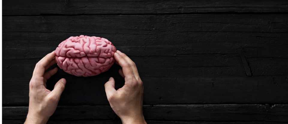 Can You Live Without a Brain? - Sutured