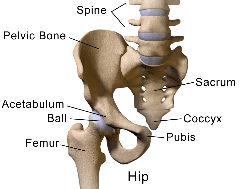 Hip Joint Surgery | Types | Indications - Sutured