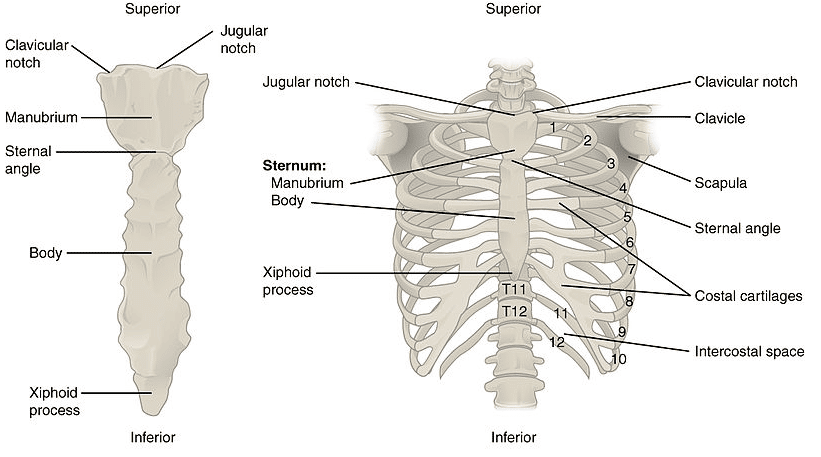 Floating Rib Syndrome - Sutured